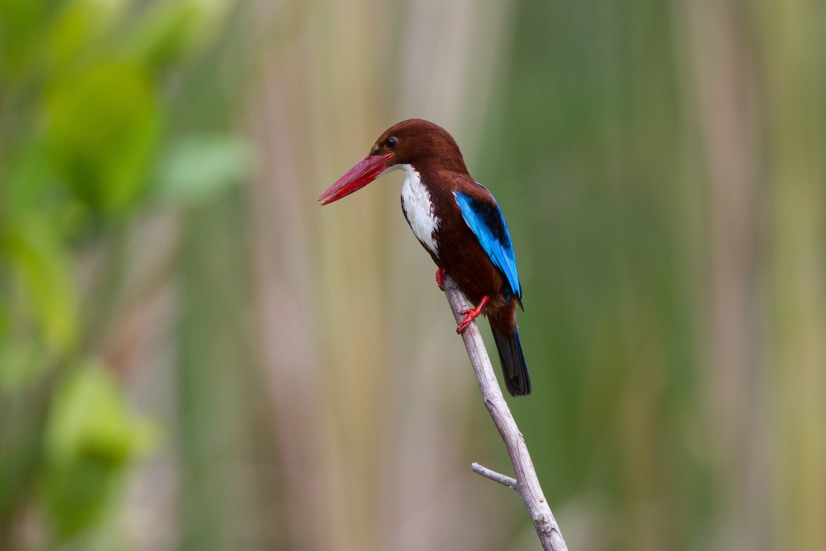 eBird Checklist - 6 Feb 2010 - Singapore Quarry at Dairy Farm Nature ...