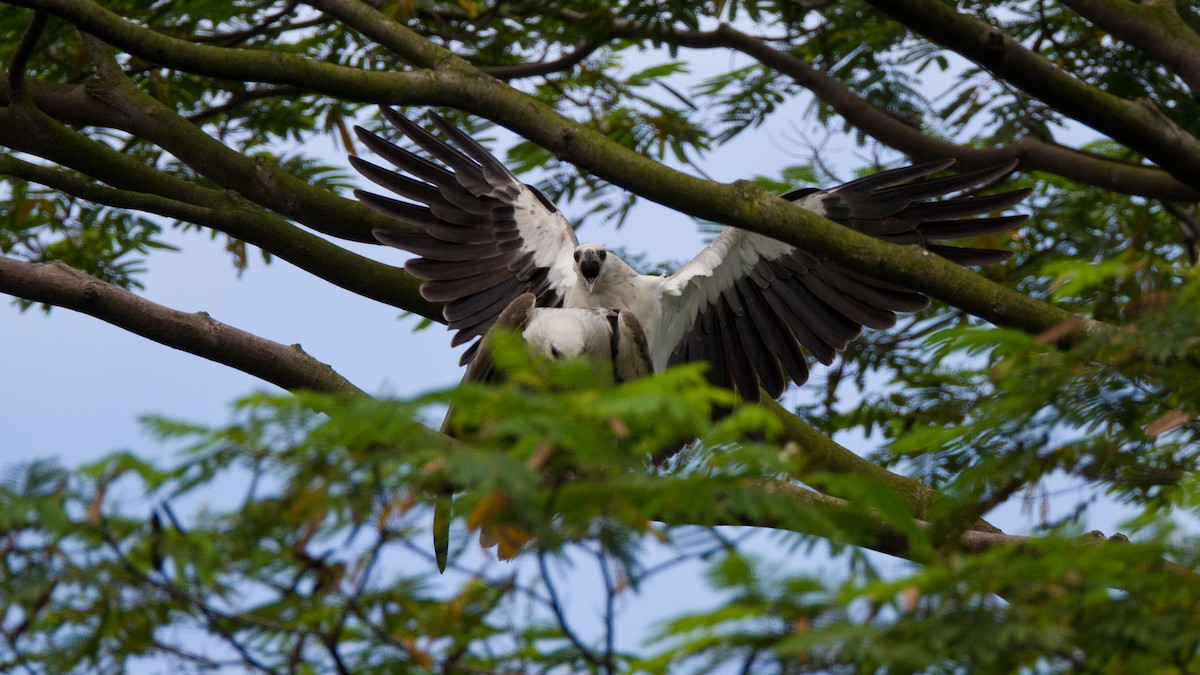 eBird Checklist - 18 Apr 2010 - Singapore Quarry at Dairy Farm Nature ...