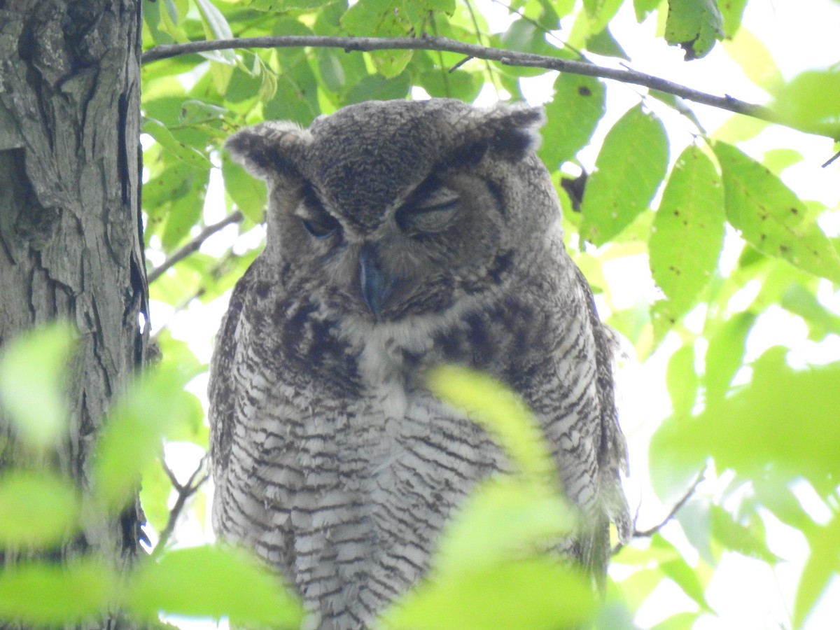 eBird Checklist - 2 May 2020 - Commons Ford Ranch Metro Park - 50 ...