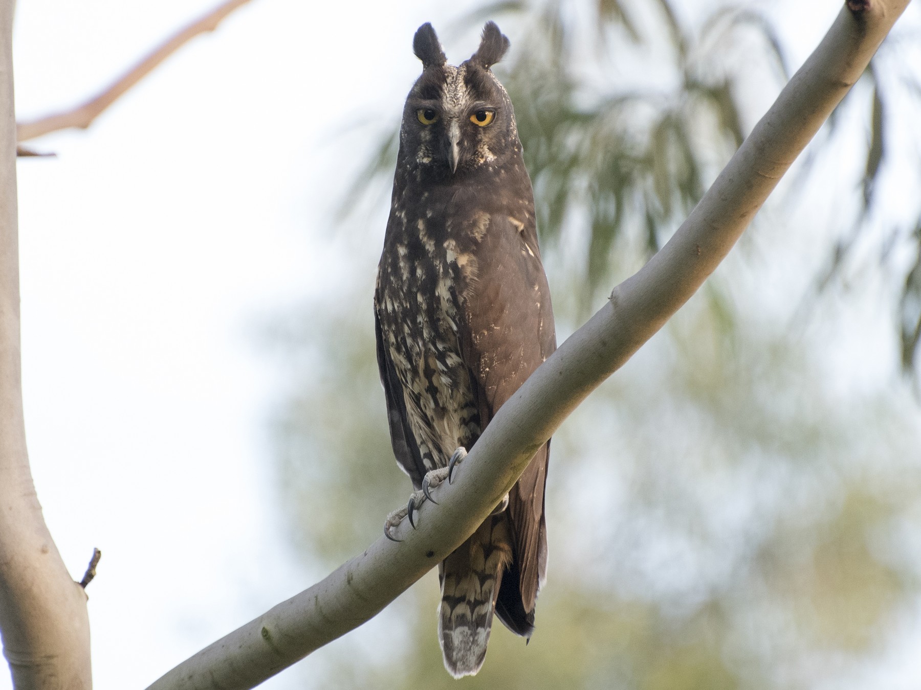 Stygian Owl - eBird