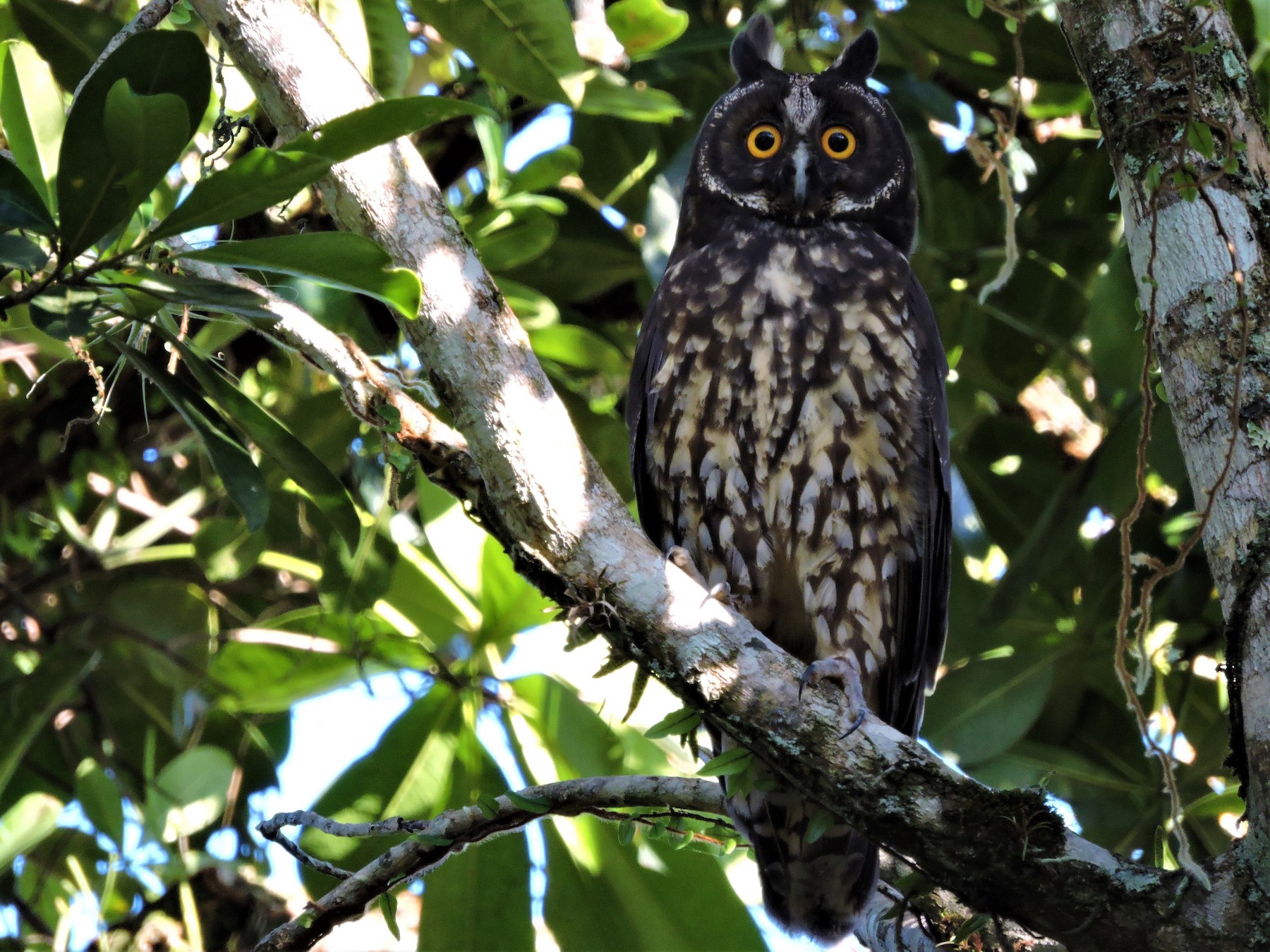Stygian Owl - eBird