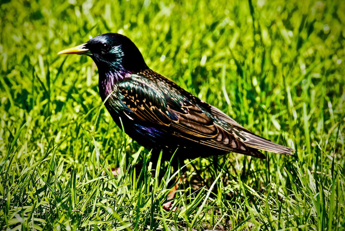 eBird Checklist - 2 May 2020 - Rittenhouse Square - 17 species (+1 ...