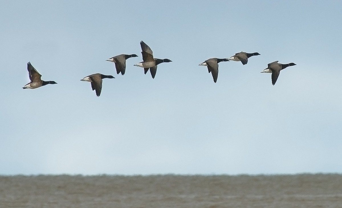 eBird Canada Checklist - 23 Oct 2012 - Netitishi Point - 39 species (+2 ...