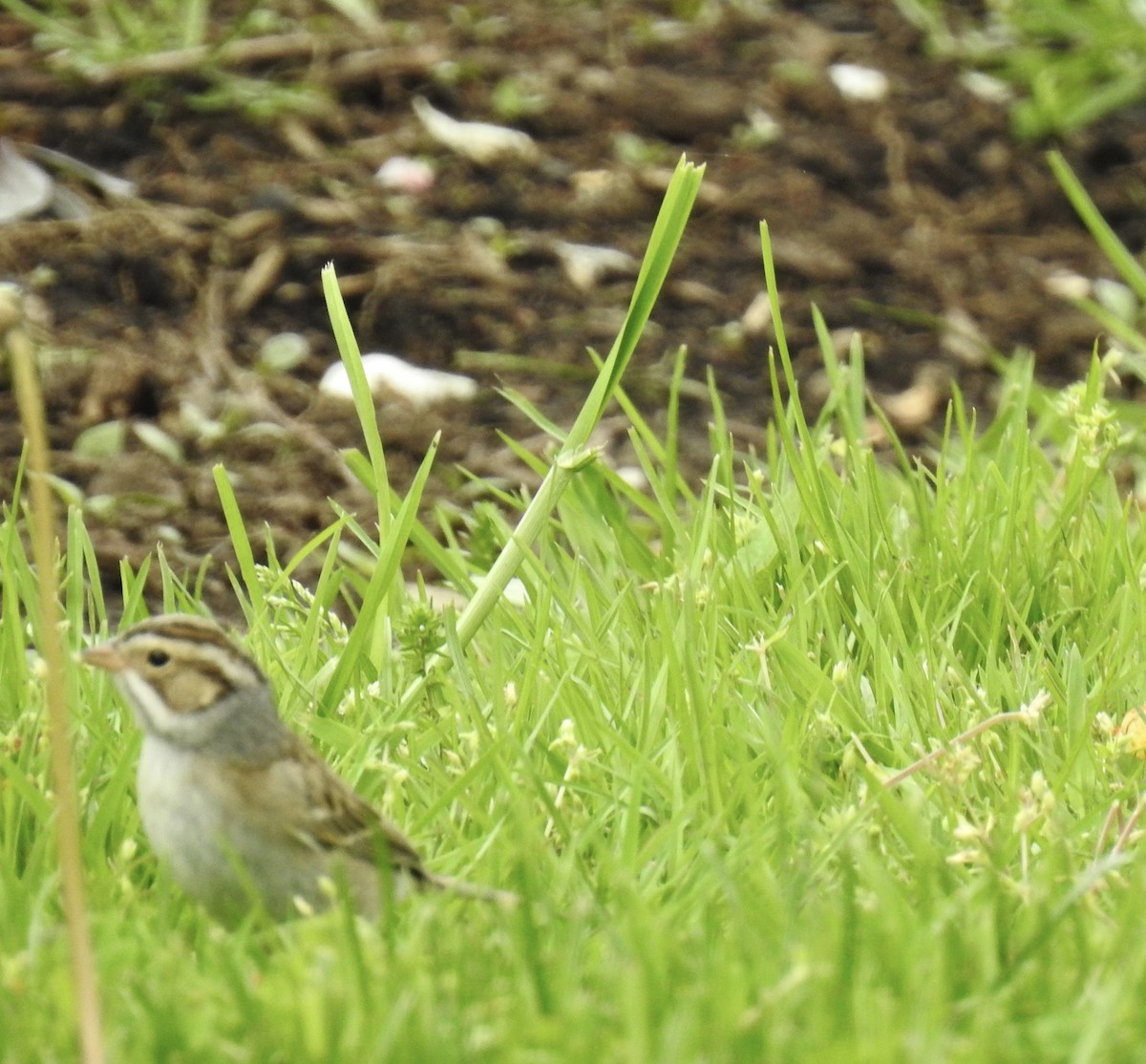 eBird Checklist - 2 May 2020 - Chatham College - 5 species