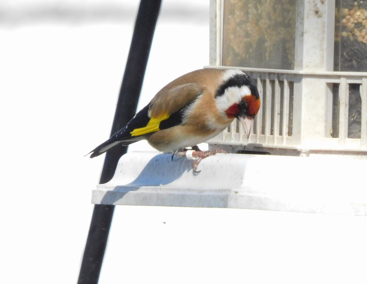 eBird Checklist - 3 May 2020 - 860 S 11th St, St Clair, Michigan, US ...