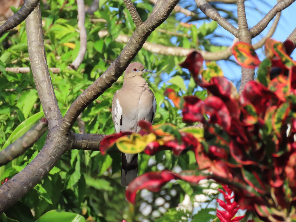 eBird Checklist - 16 Mar 2020 - Fajardo Inn - 14 species