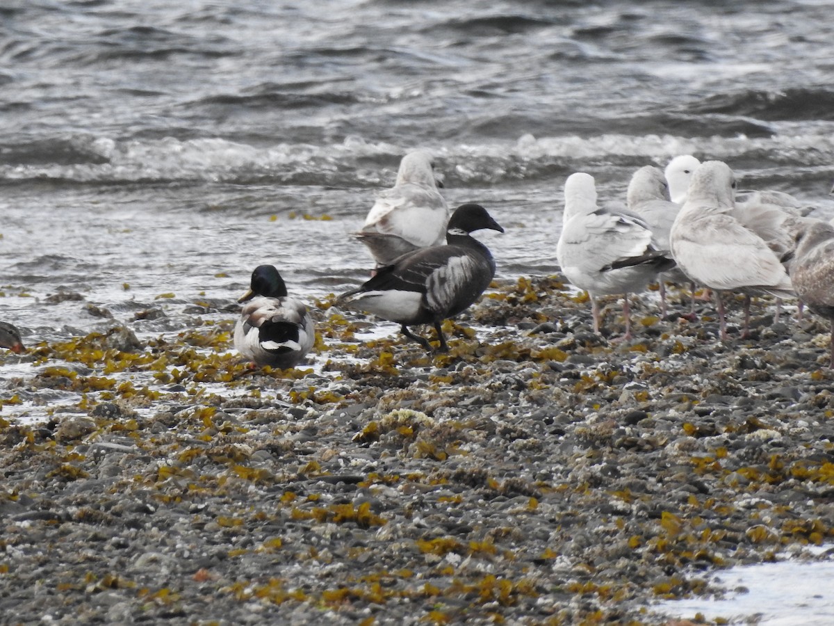 eBird Checklist - 3 May 2020 - Sitka Nat. Historical Park - 26 species ...