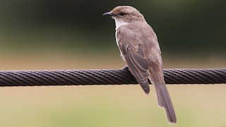Marico Flycatcher - Bradornis mariquensis - Birds of the World