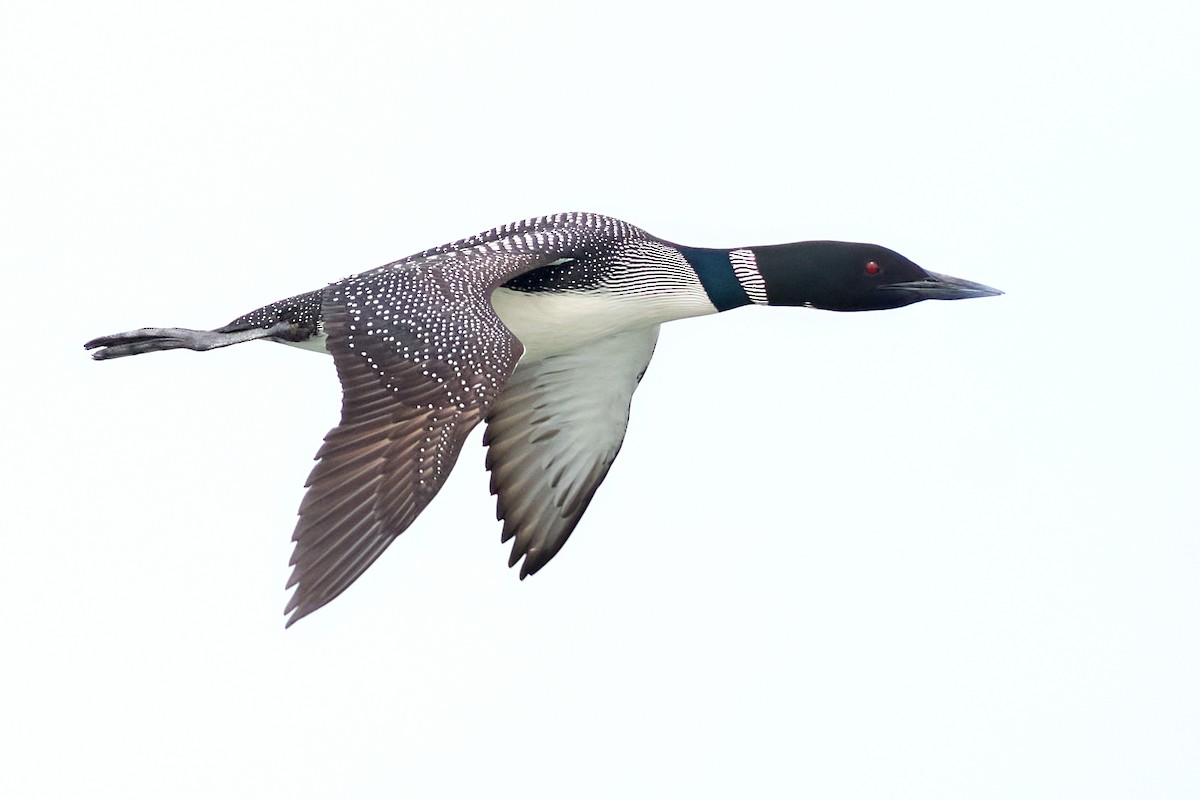 Common Loon Flying