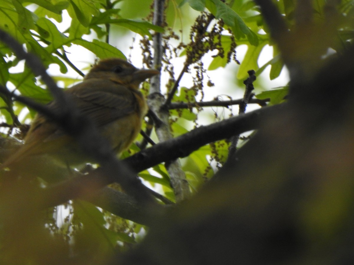 eBird Checklist - 3 May 2020 - Federal Hill Park - 21 species
