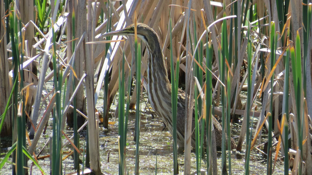 eBird Checklist - 4 May 2020 - Trinkle Marsh - 29 species