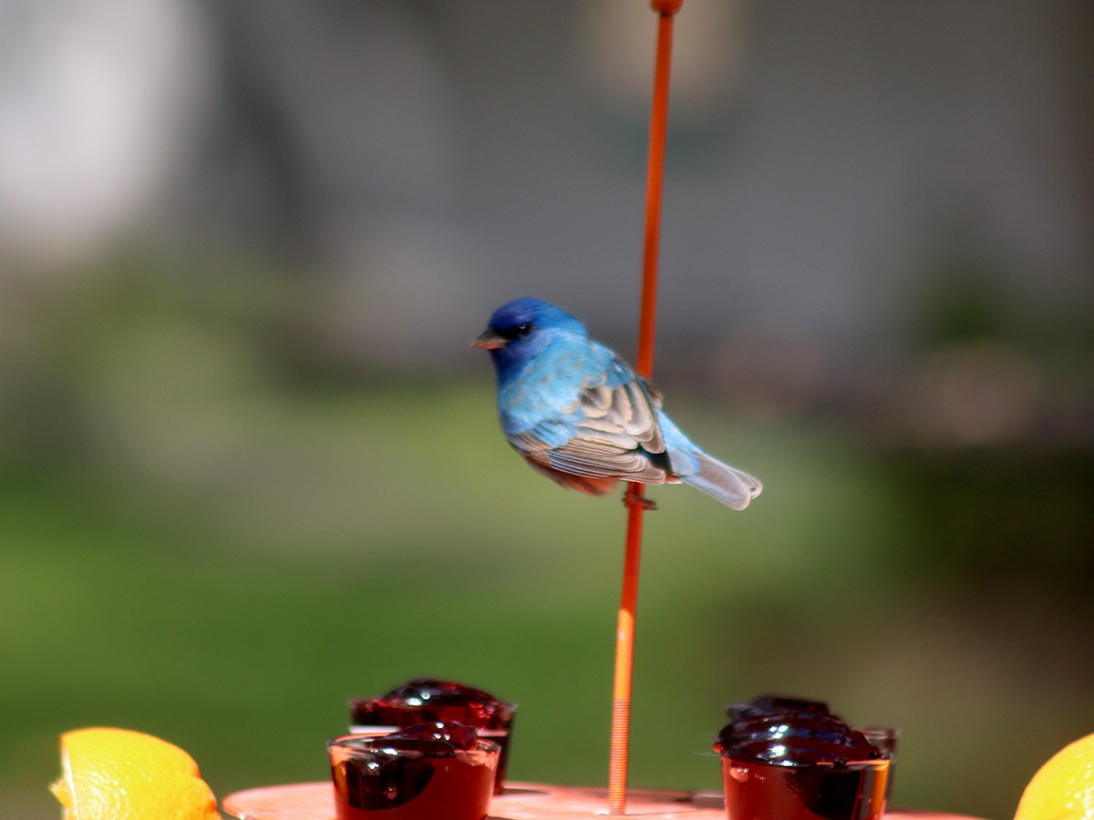 eBird Checklist - 4 May 2020 - Plessner Residence - 14 species