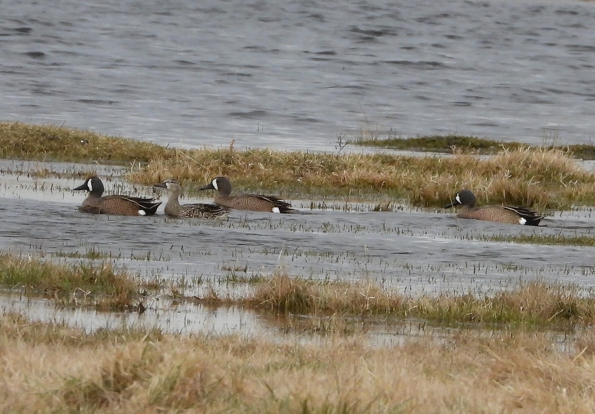 eBird Checklist - 3 May 2020 - Willingdon, Alberta, CA (53.835, -112. ...