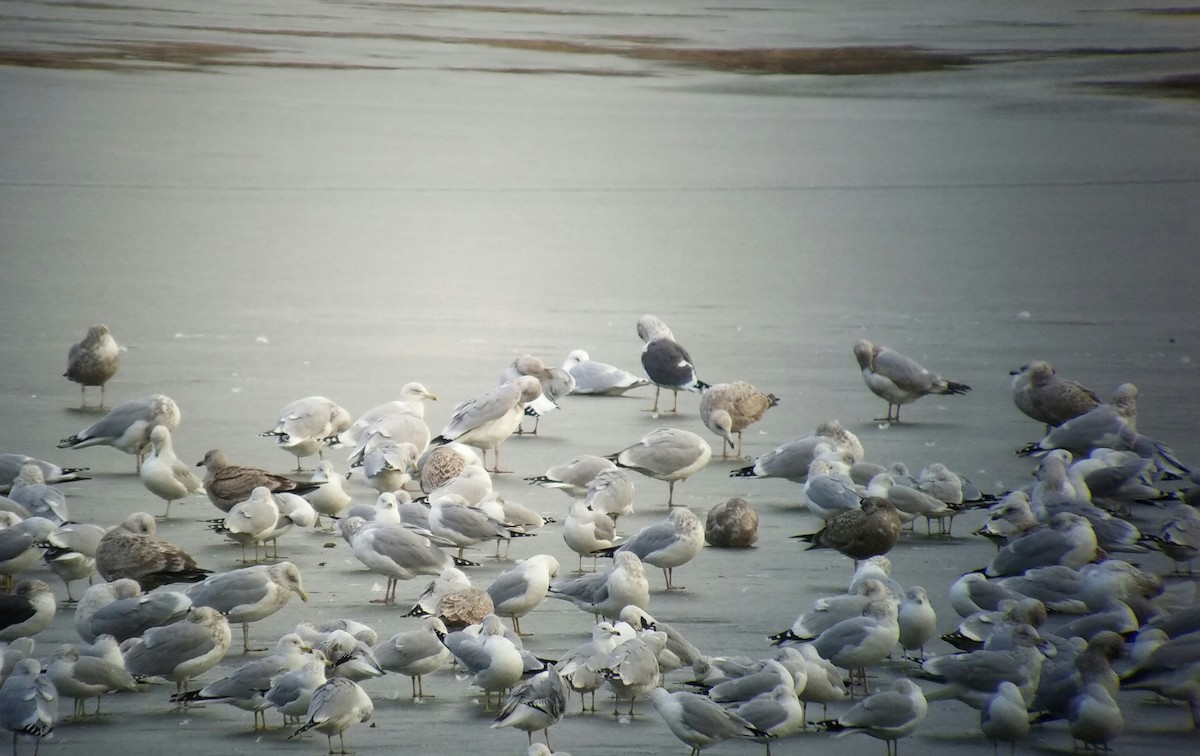 eBird Checklist - 7 Jan 2016 - Spruce Run Recreation Area - 22 species ...