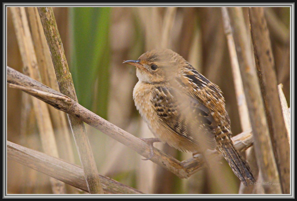 eBird Checklist - 4 May 2020 - Garret Mountain Reservation (Park) - 6 ...