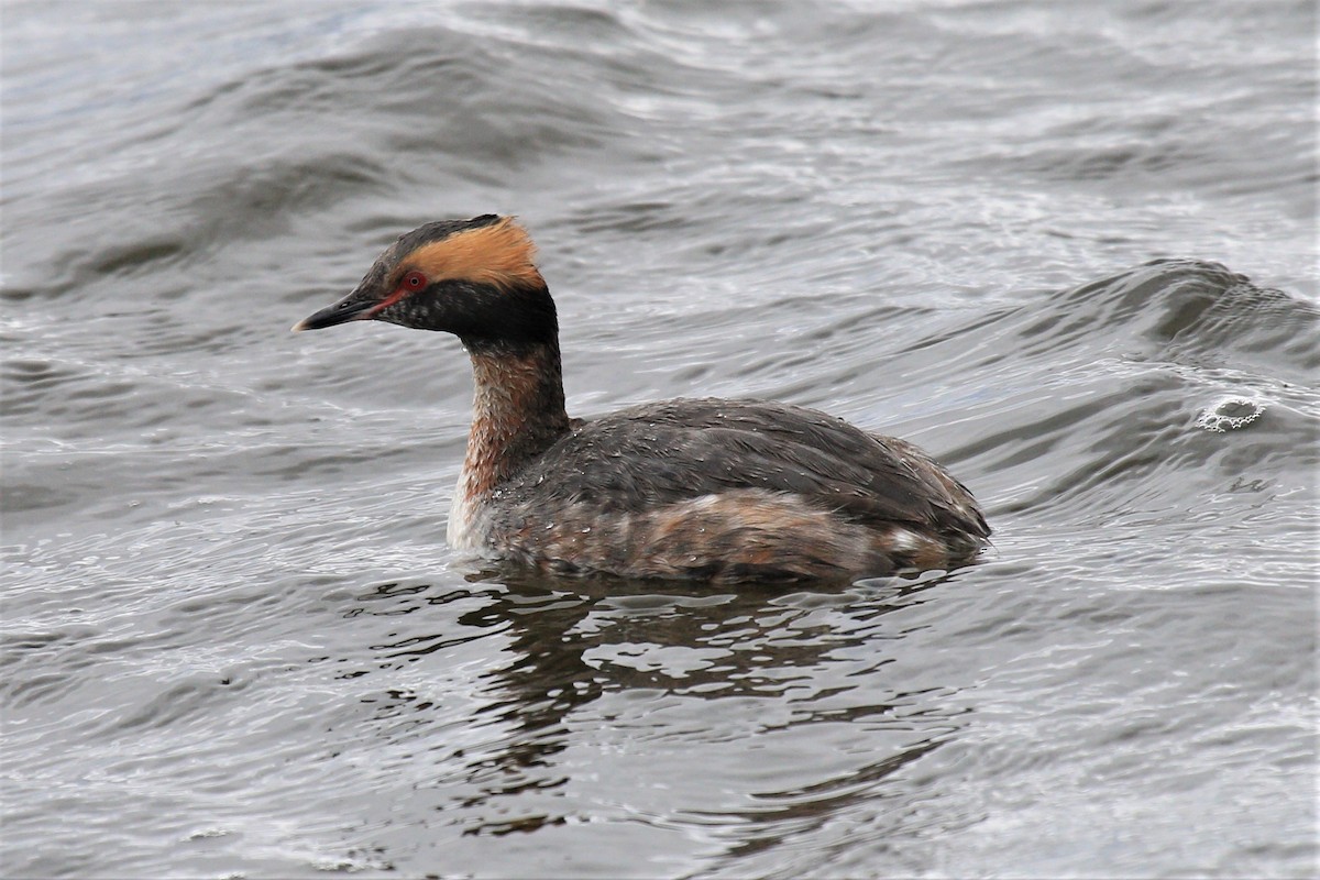 eBird Checklist - 20 Apr 2015 - Crex Meadows SWA - 28 species (+1 other ...
