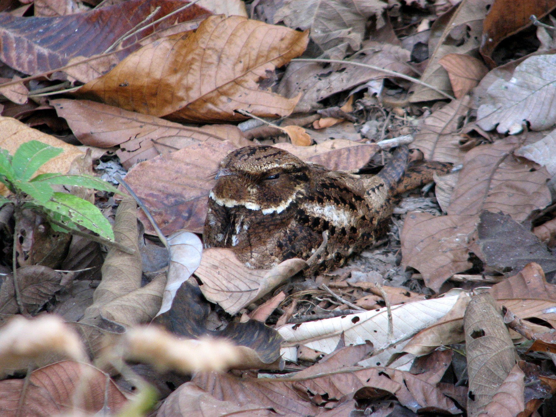 Chotacabras Colorado (minimus) - eBird