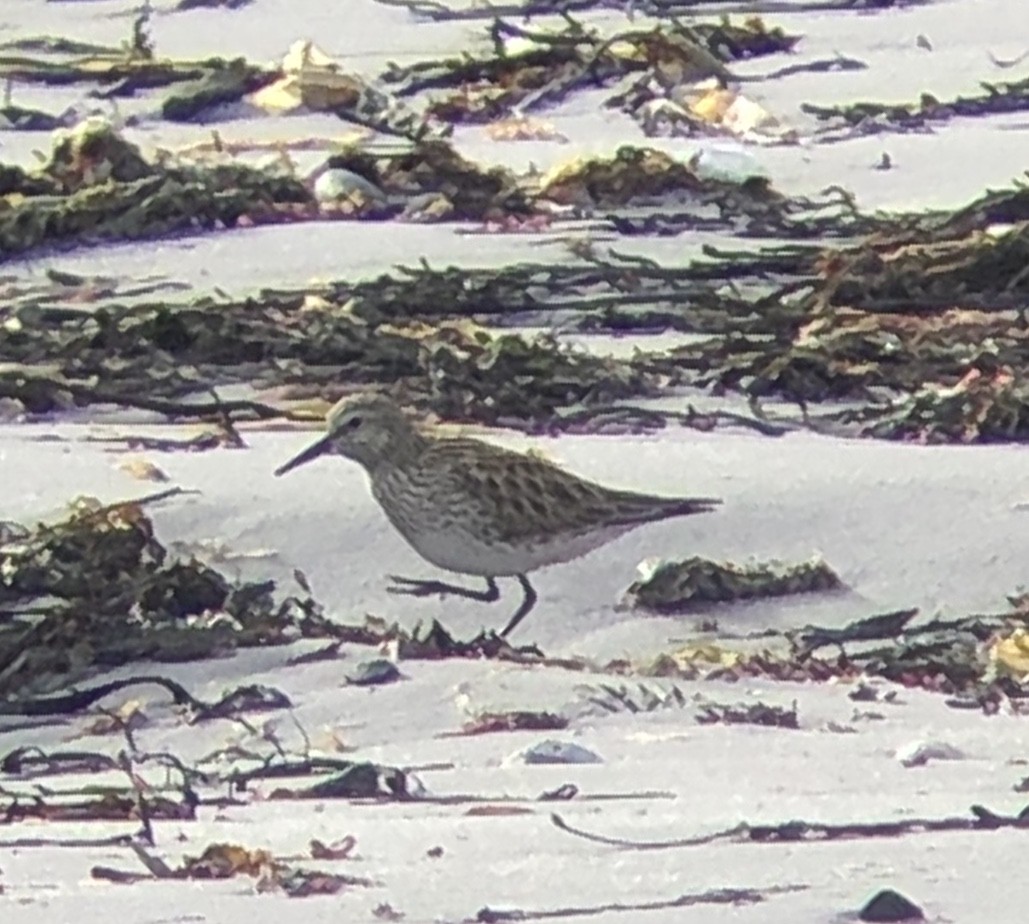 Maine Bird Atlas Checklist - 5 May 2020 - Rachel Carson NWR--Timber ...