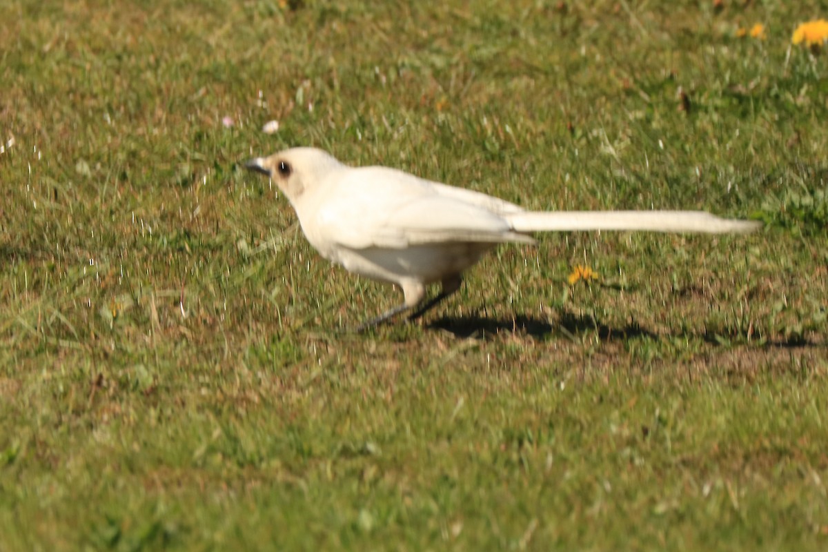 ML230992031 Eurasian Magpie Macaulay Library