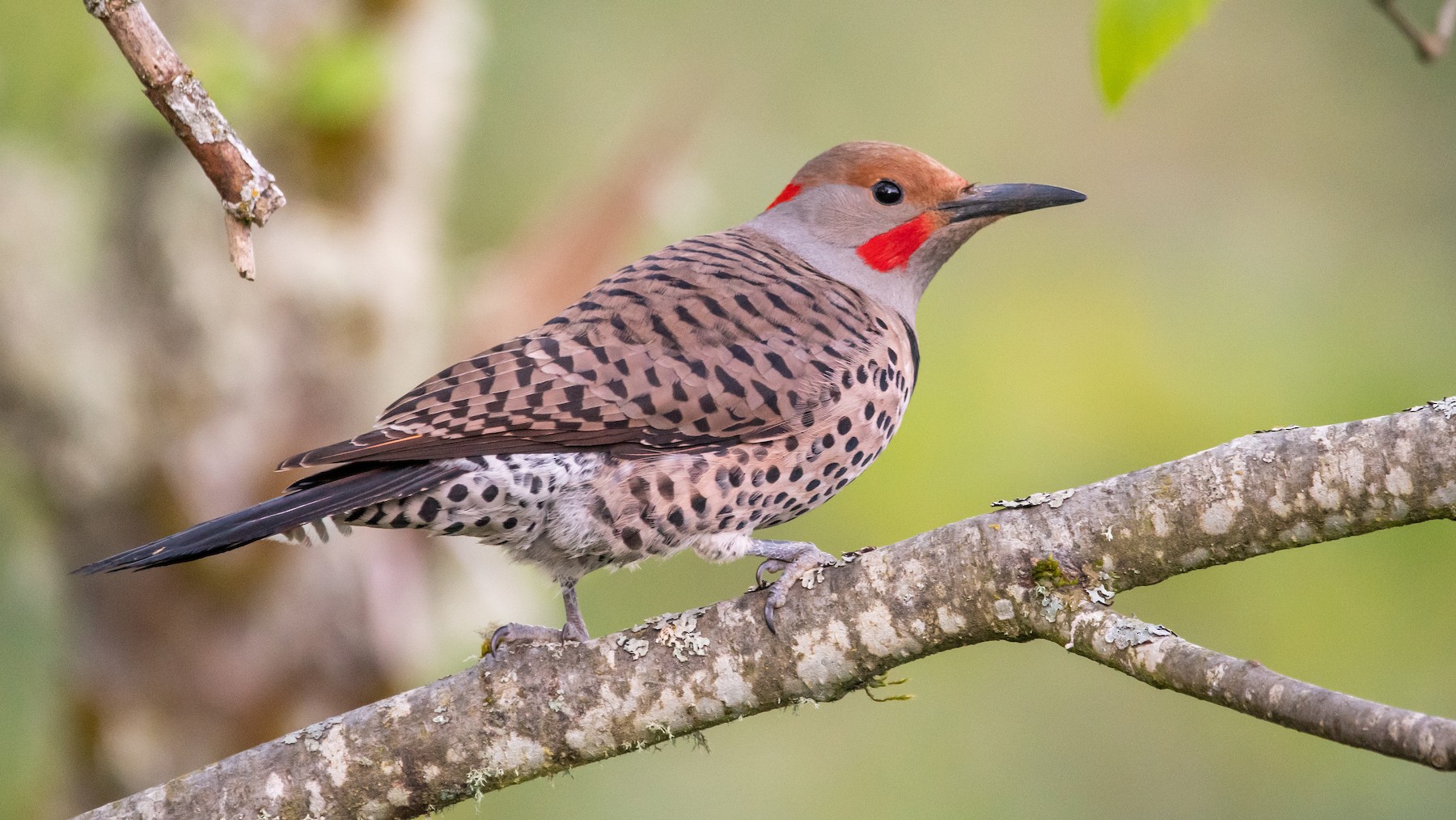 Northern Flicker (Yellow-shafted x Red-shafted) - eBird