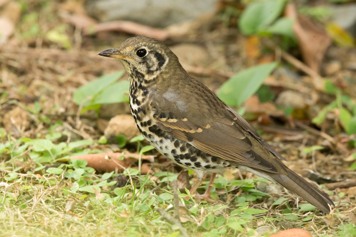 ML231179711 Chinese Thrush Macaulay Library