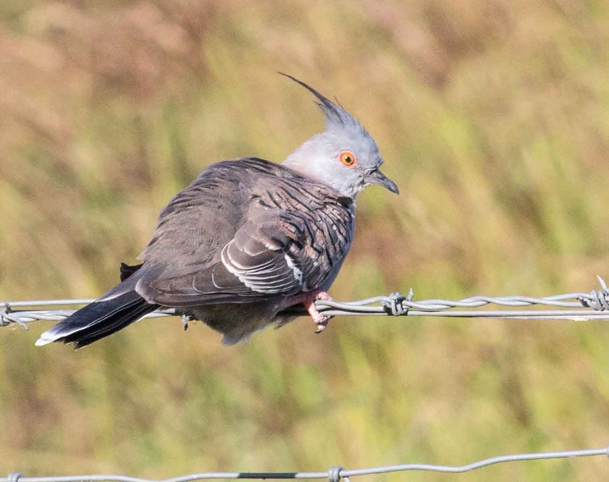 eBird Checklist - 6 May 2020 - Oxley Creek Common, Rocklea AU-QLD -27. ...