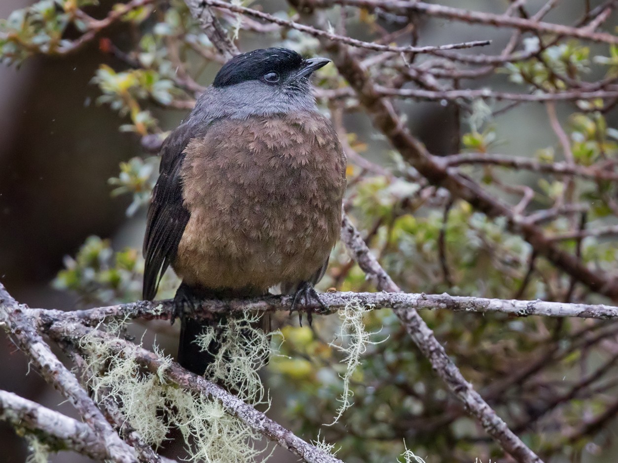Bay-vented Cotinga - eBird