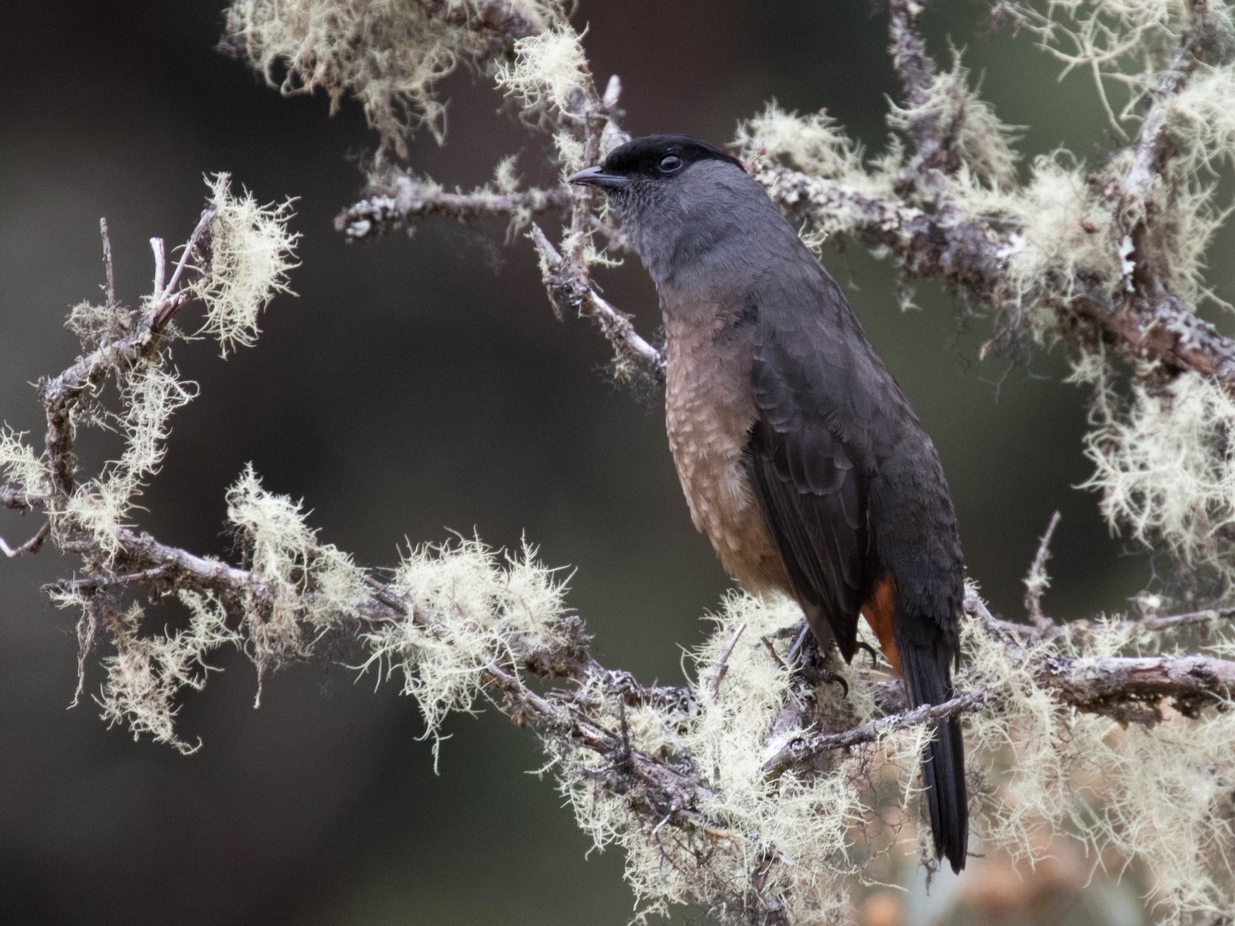 Bay-vented Cotinga - eBird