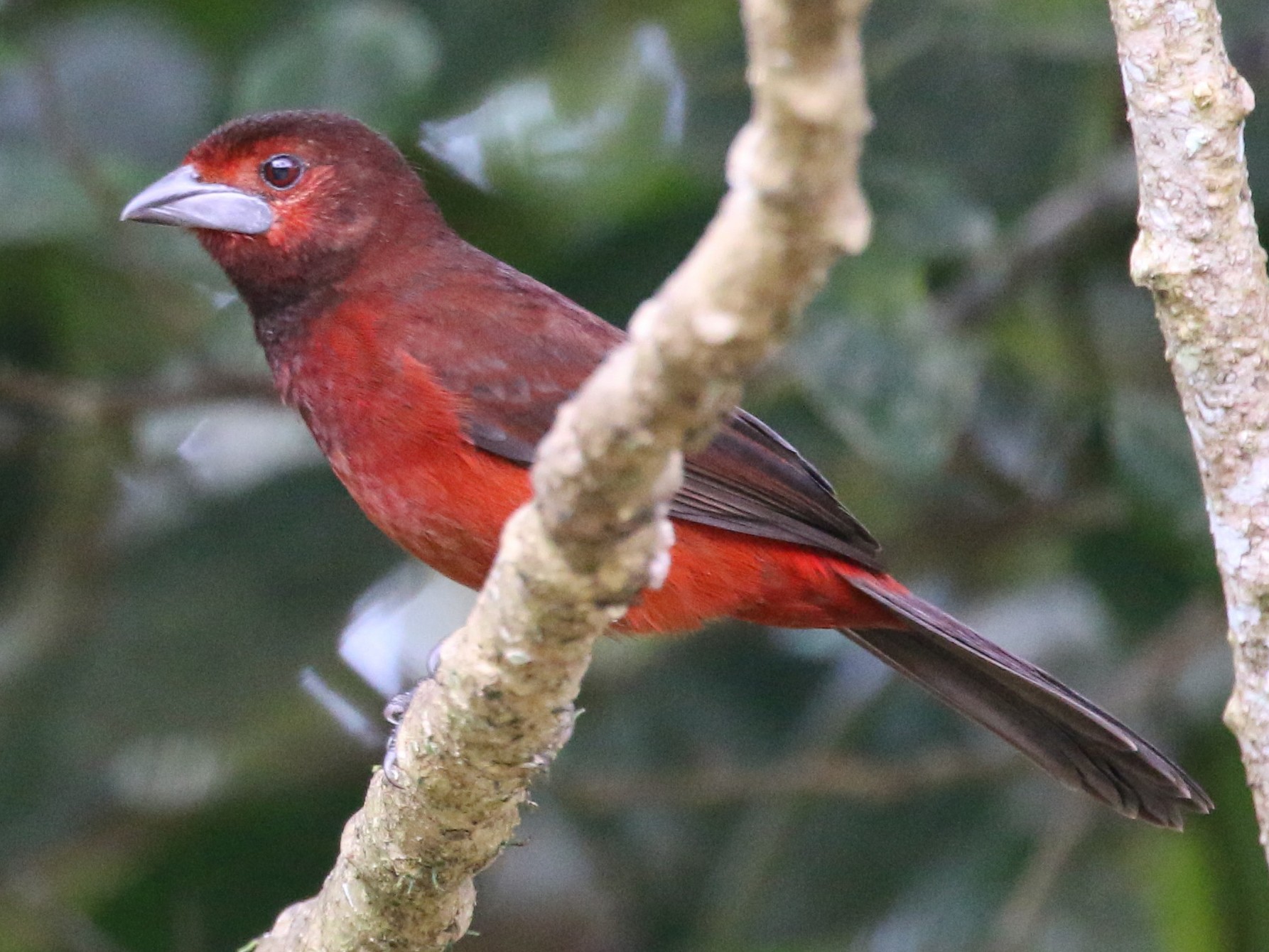 Black-bellied Tanager - eBird