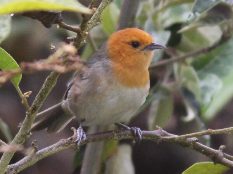 Brown-flanked tanager - eBird