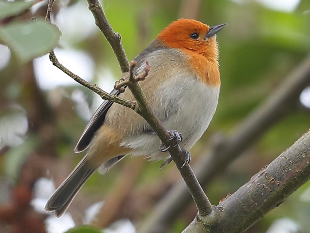 Brown-flanked Tanager - eBird