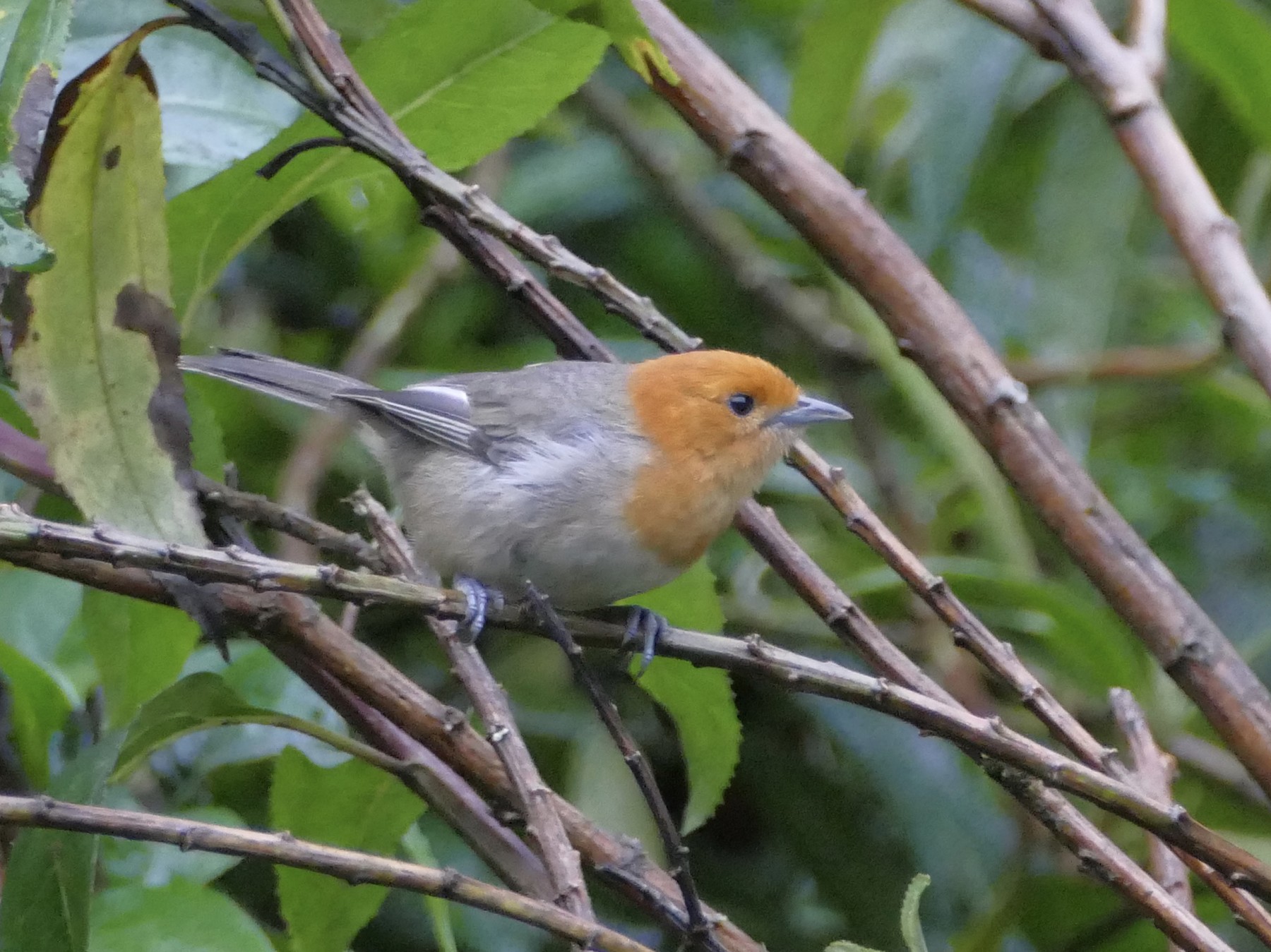 Brown-flanked Tanager - eBird