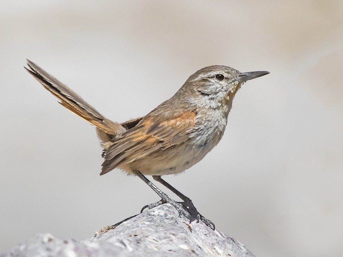 Cactus Canastero - eBird