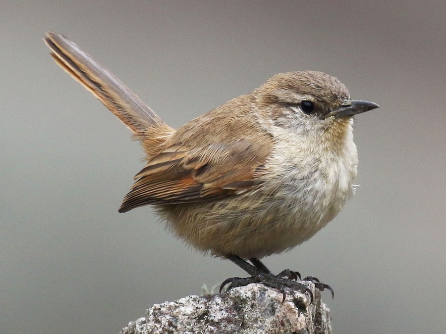 Cactus Canastero - eBird