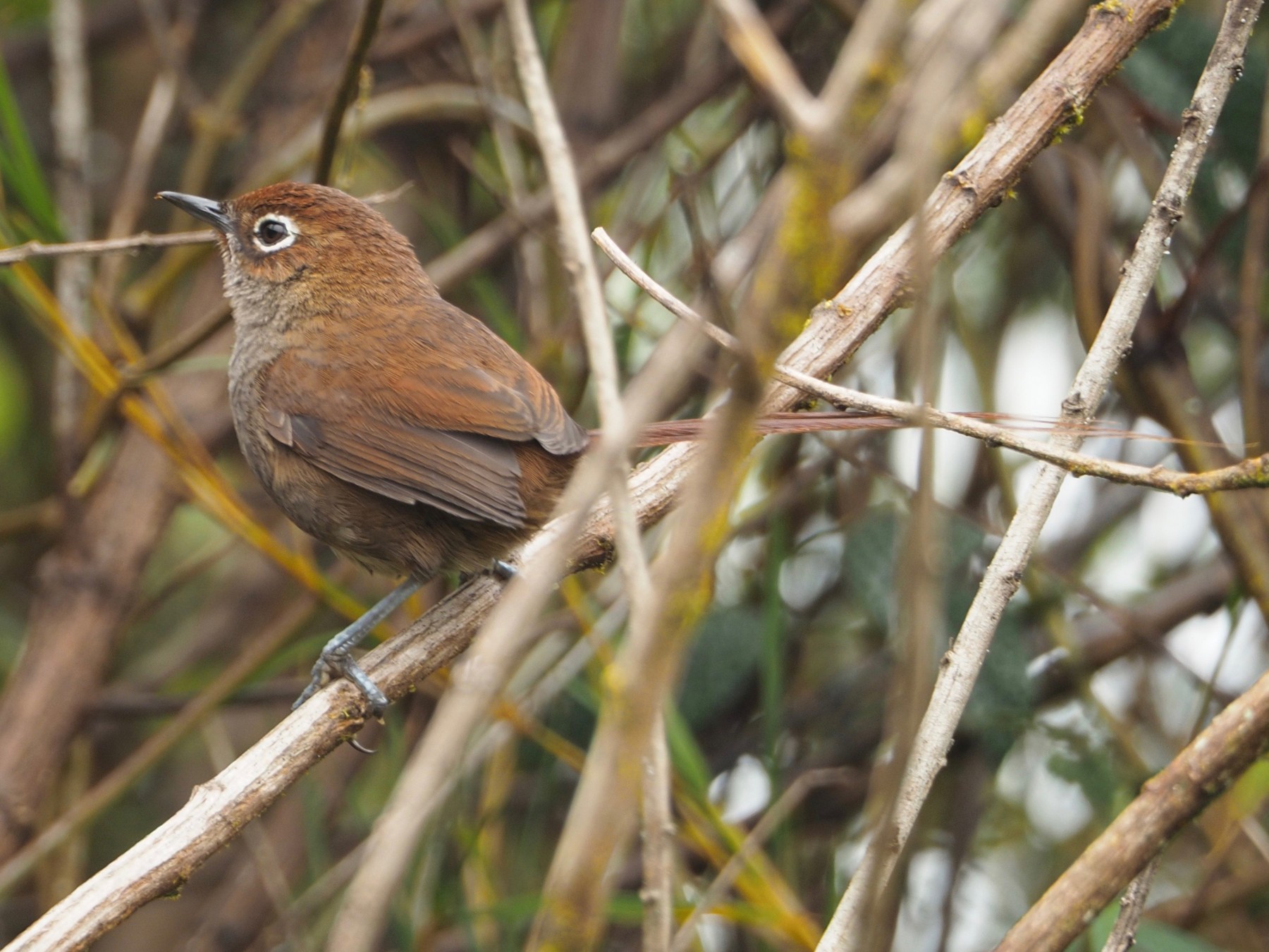 Eye-ringed Thistletail - eBird