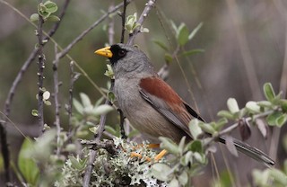 Rufous-backed Inca-Finch - Incaspiza personata - Birds of the World
