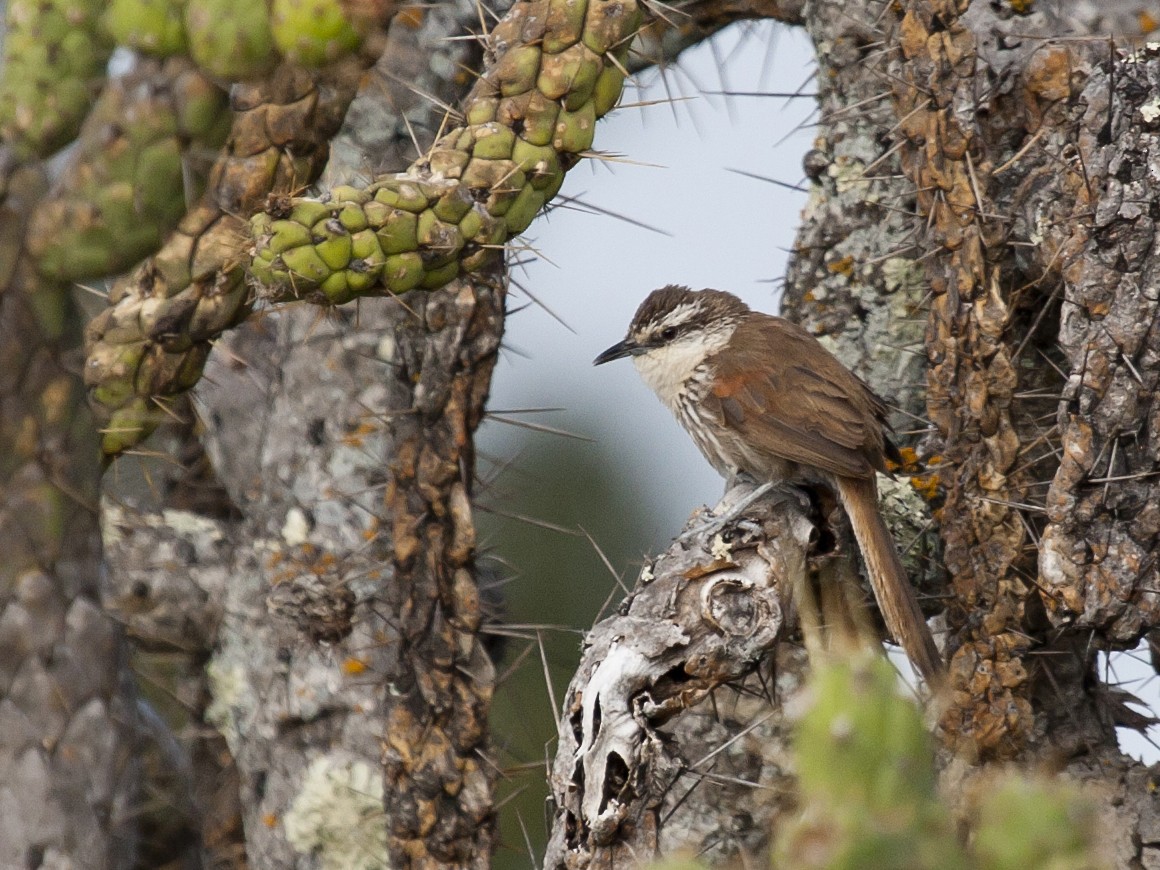 Great Spinetail - eBird
