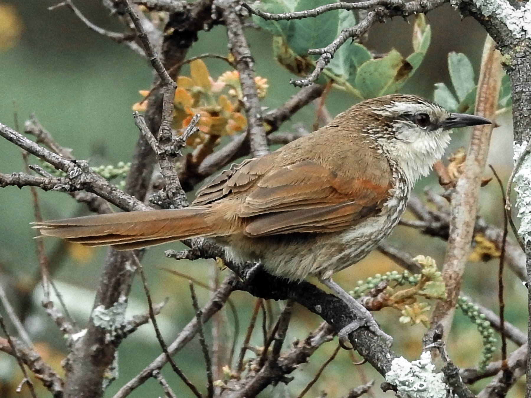 Great Spinetail - eBird
