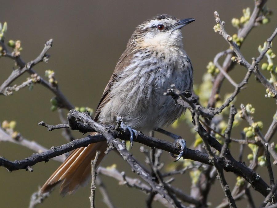 Great Spinetail - eBird