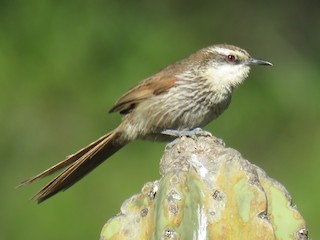 Great Spinetail - eBird