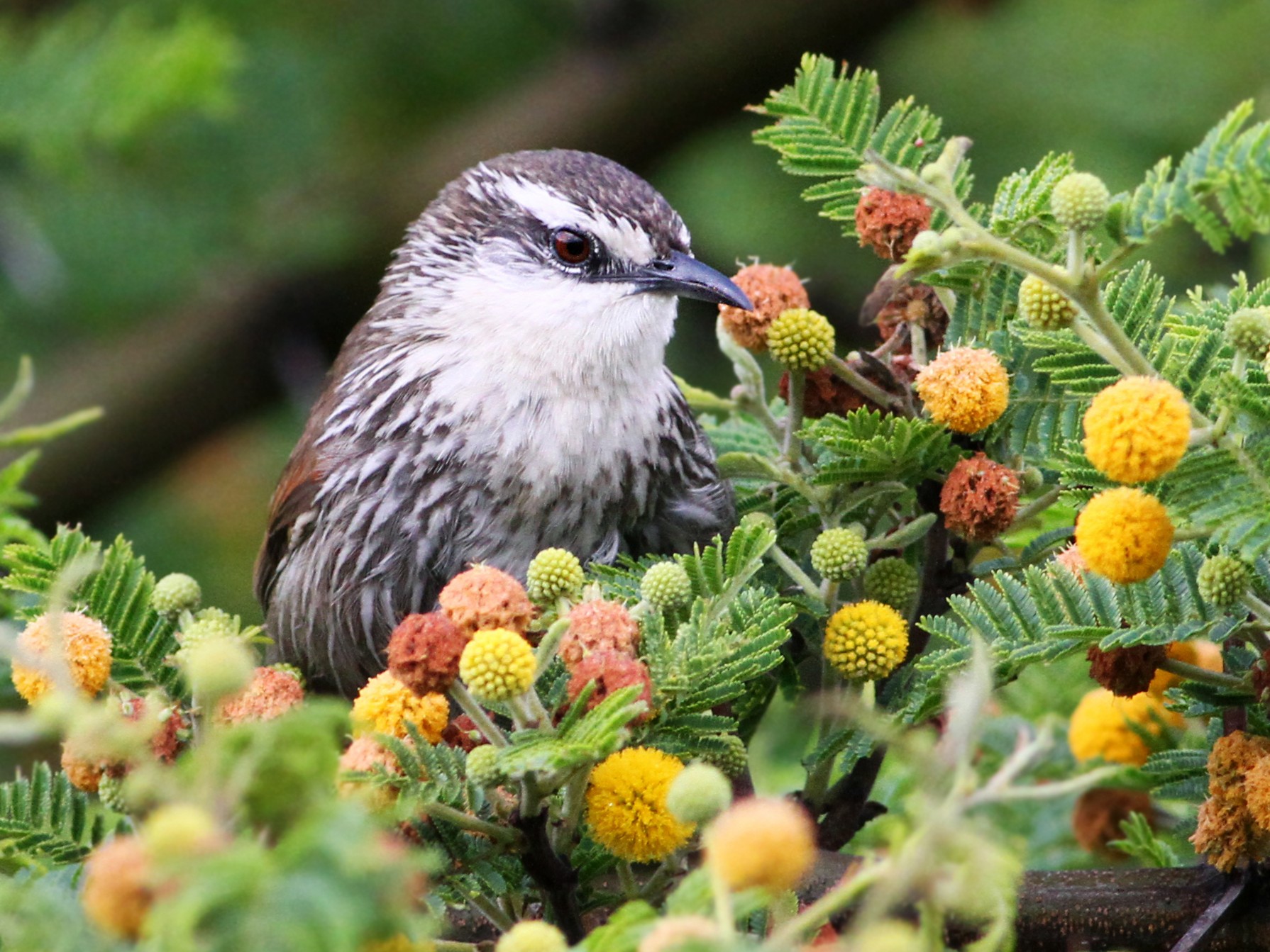 Great Spinetail - eBird