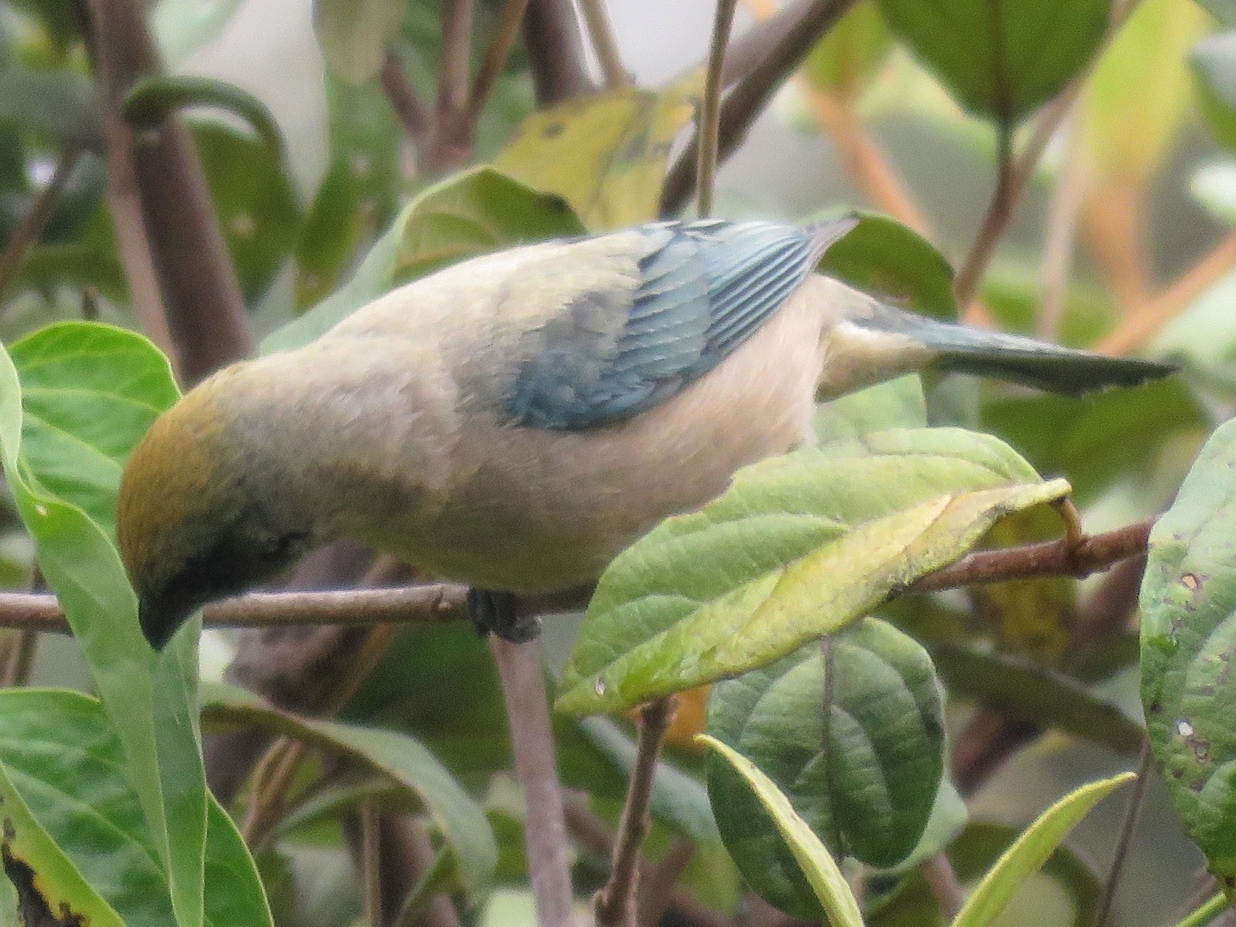 Green-capped Tanager - eBird