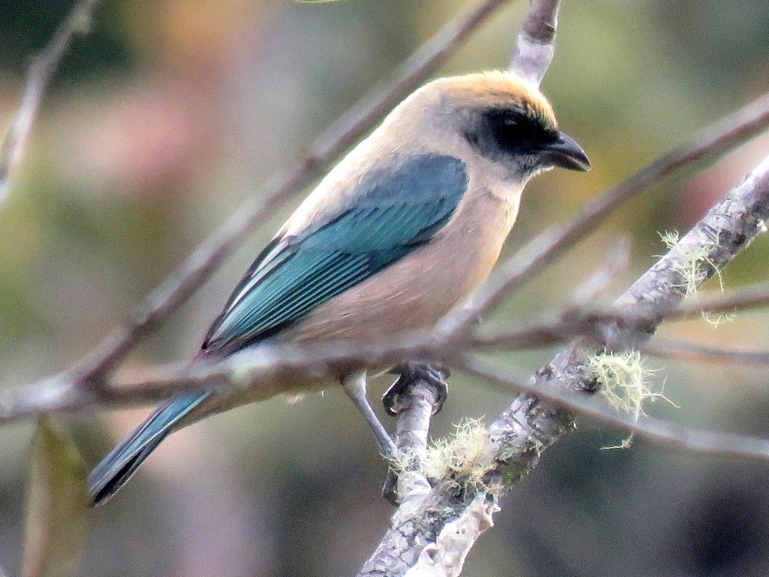 Green-capped Tanager - eBird
