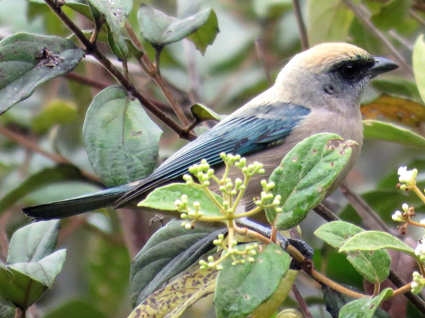 Green-capped Tanager - eBird