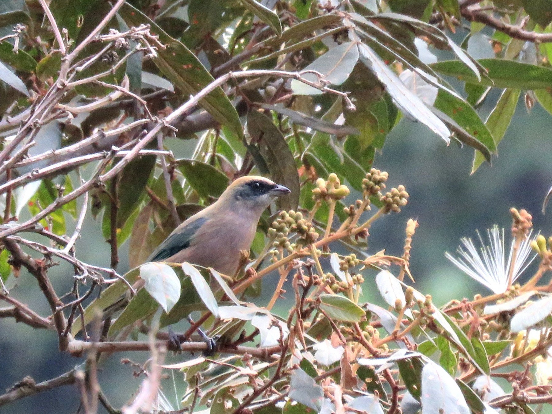 Green-capped Tanager - eBird