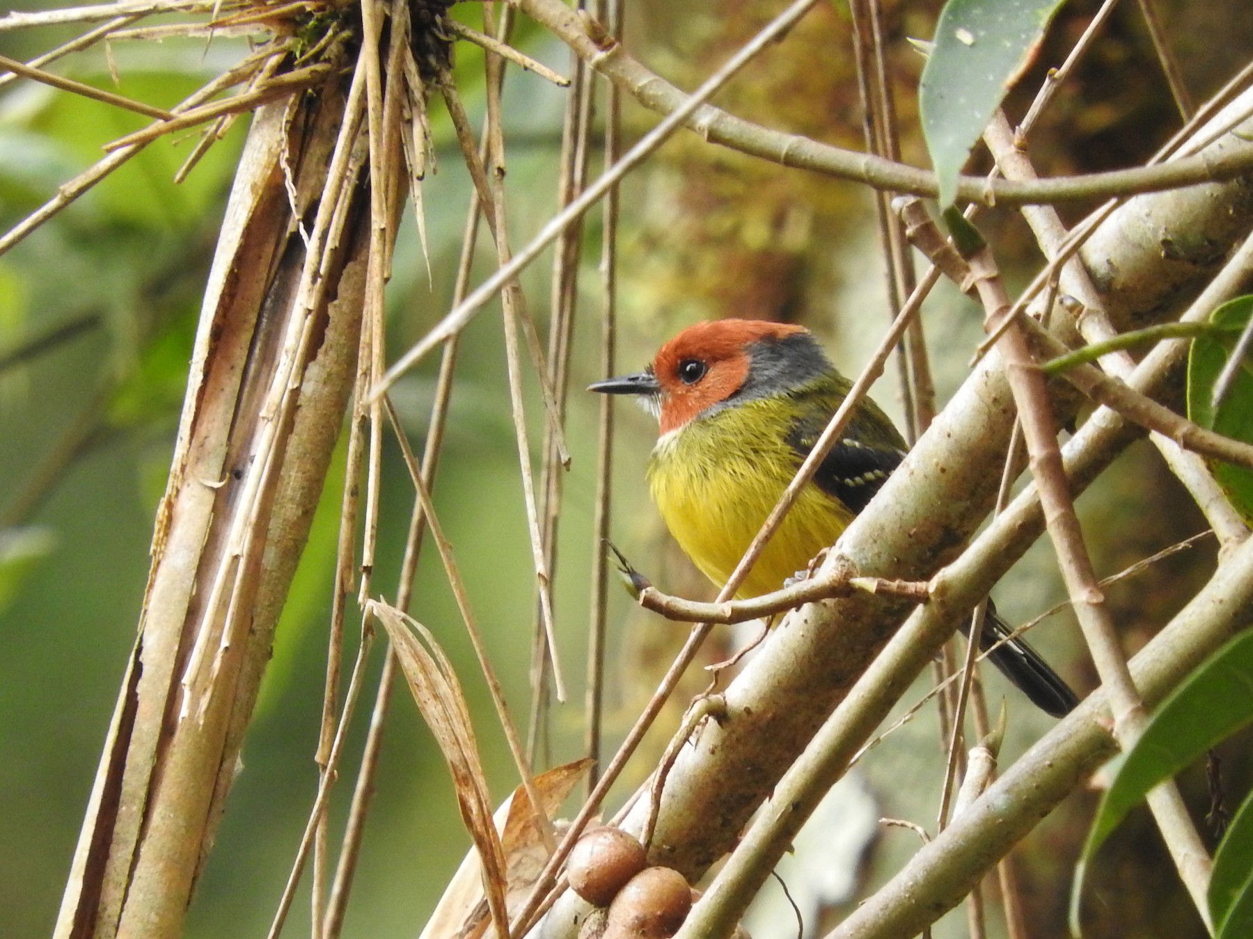 Johnson's Tody-Flycatcher - eBird