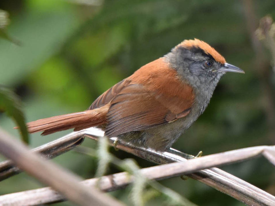 Light-crowned Spinetail - eBird