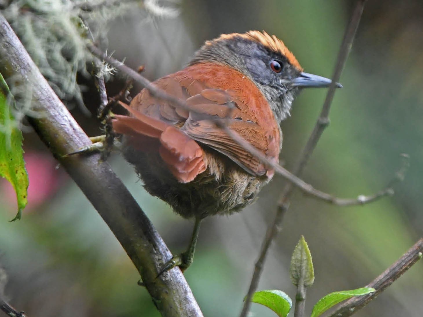 Light-crowned Spinetail - eBird
