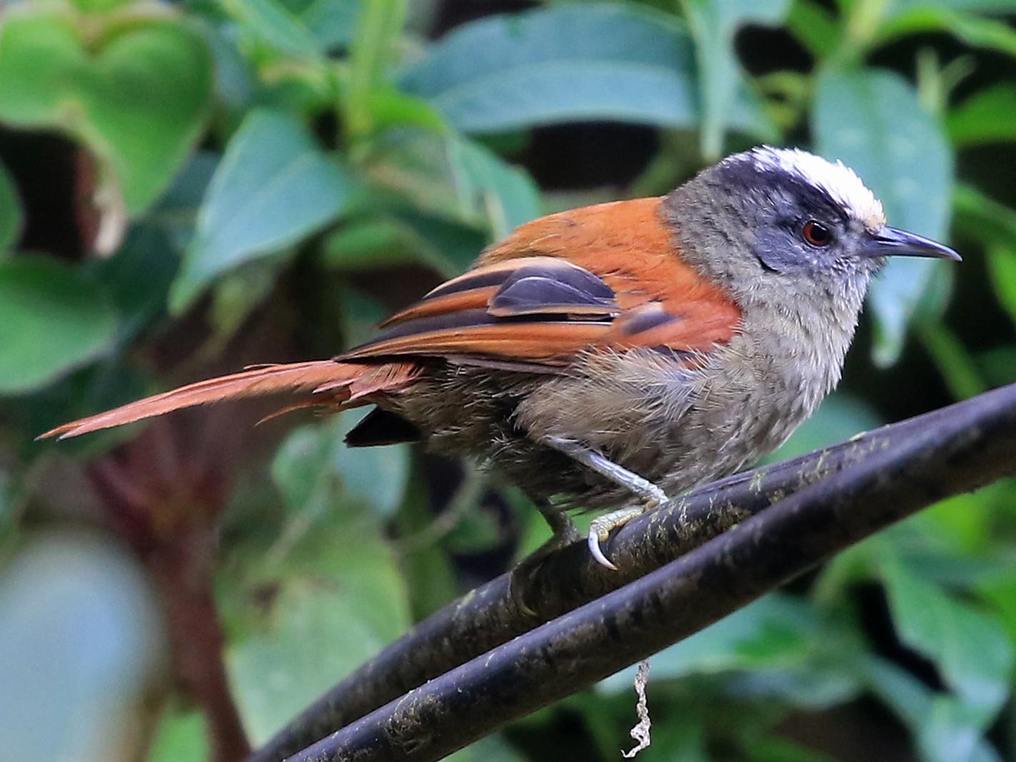 Light-crowned Spinetail - eBird