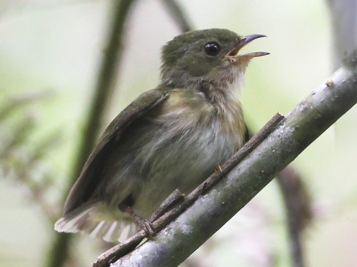 Painted Manakin - eBird